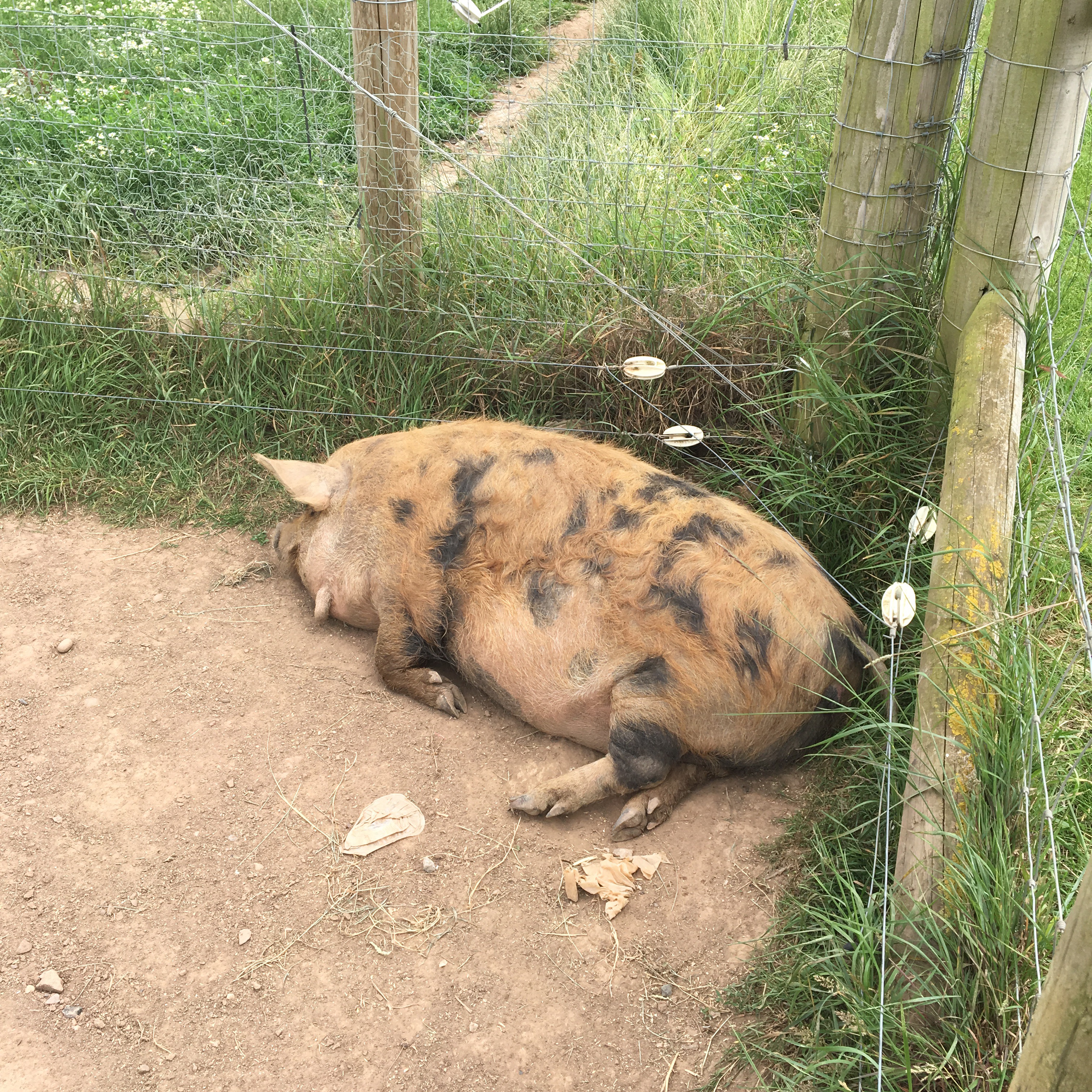 Greendale Farm Shop – Tara's Busy Kitchen (and other stories)